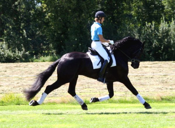 Arabo-Friesians | Friesian Horse Society