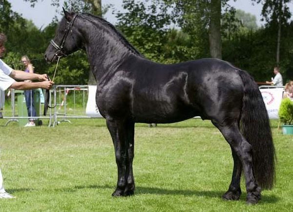 Arabo-Friesians | Friesian Horse Society
